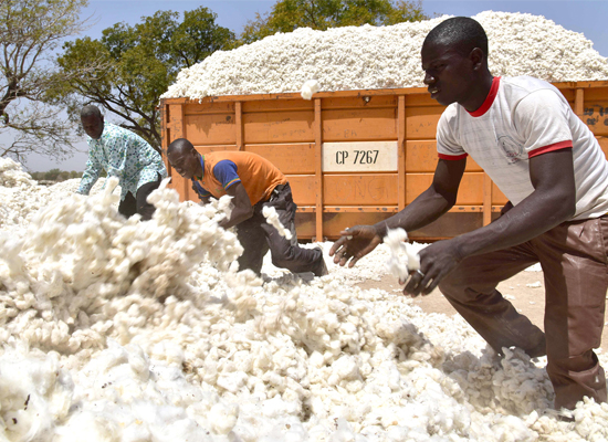 Cotton processing and ginning – Kenya Yearbook Editorial Board