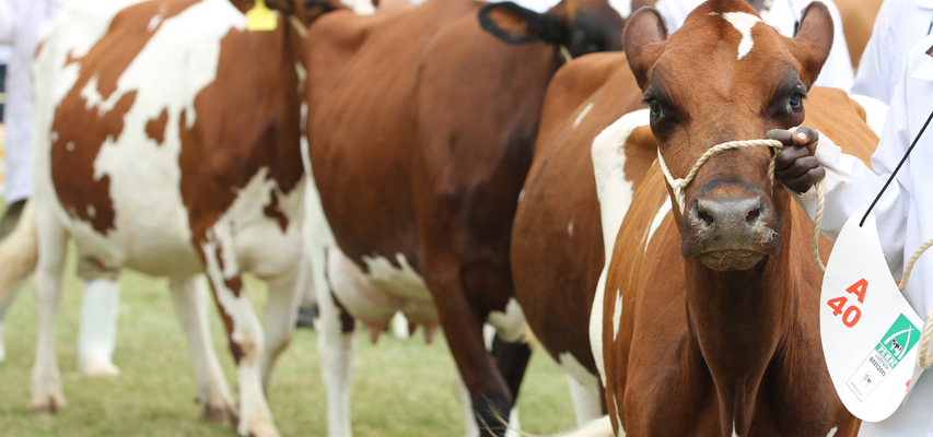 The leather value chain – Kenya Yearbook Editorial Board